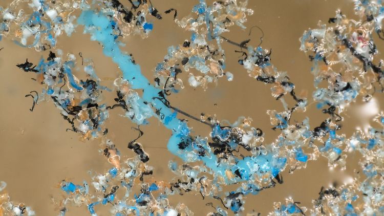 Microplastics are passed on by cancer cells - Evodrop