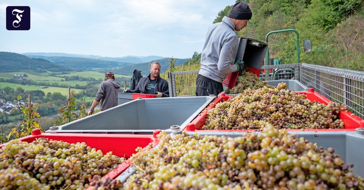 Detectados por primera vez microplásticos en viñedos - Evodrop